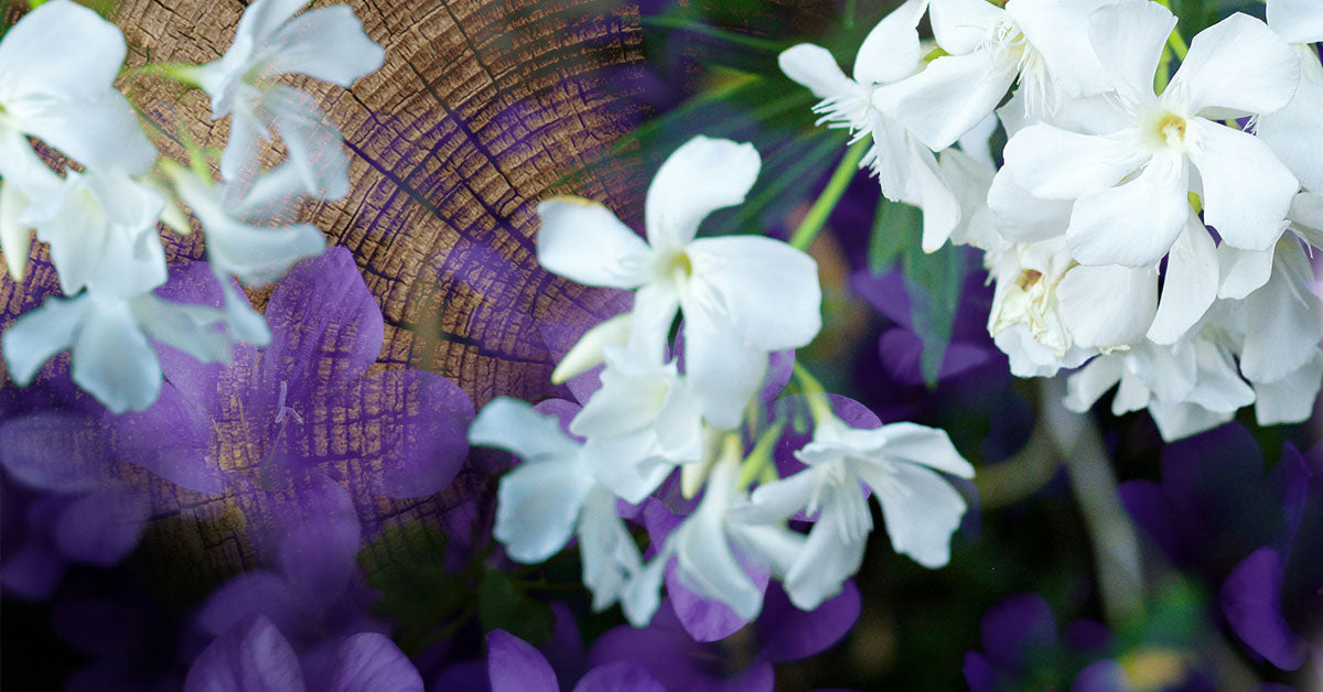 Design Your Own Fragrance - Exotic Collection – The Perfume Studio